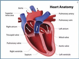 human heart and its functions of human heart | PPTX