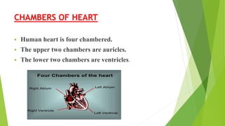 Human heart(1) | PPTX