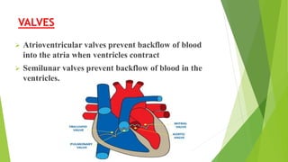 Human heart(1) | PPTX