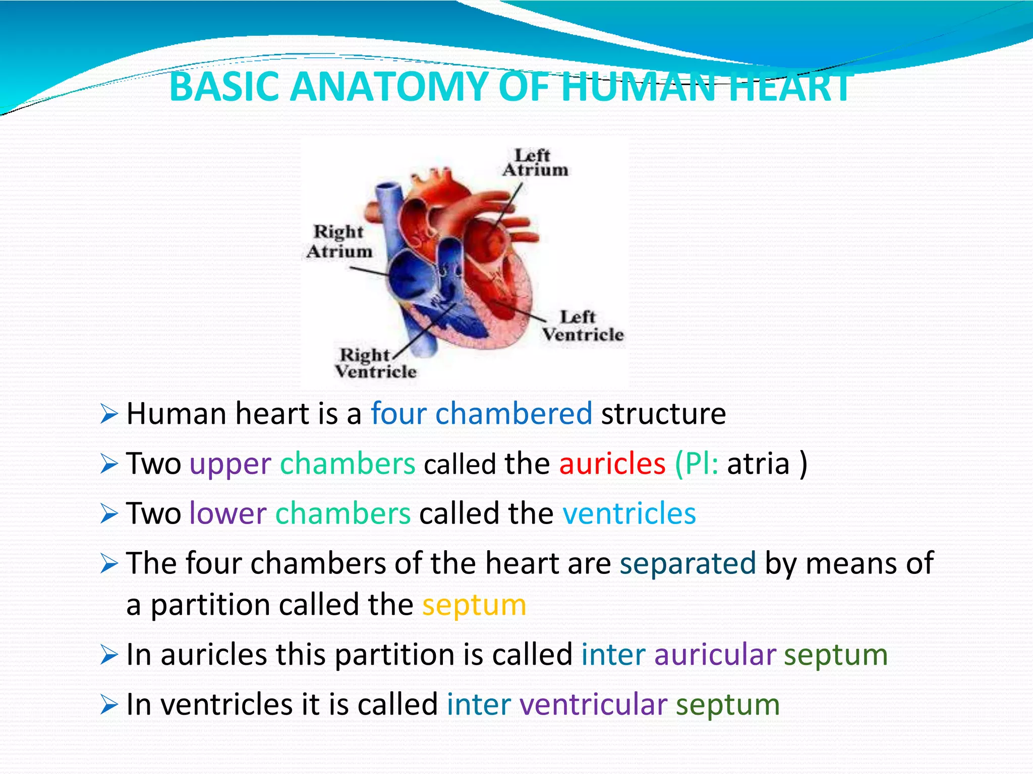 Anatomy And Physiology of Human Heart | PPT