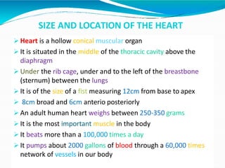 Anatomy And Physiology of Human Heart | PPT