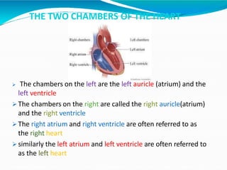 Anatomy And Physiology of Human Heart | PPT