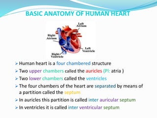 Human heart anatomy and physiology Part -1 | PPT