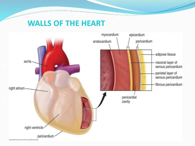 Human heart anatomy and physiology Part -1