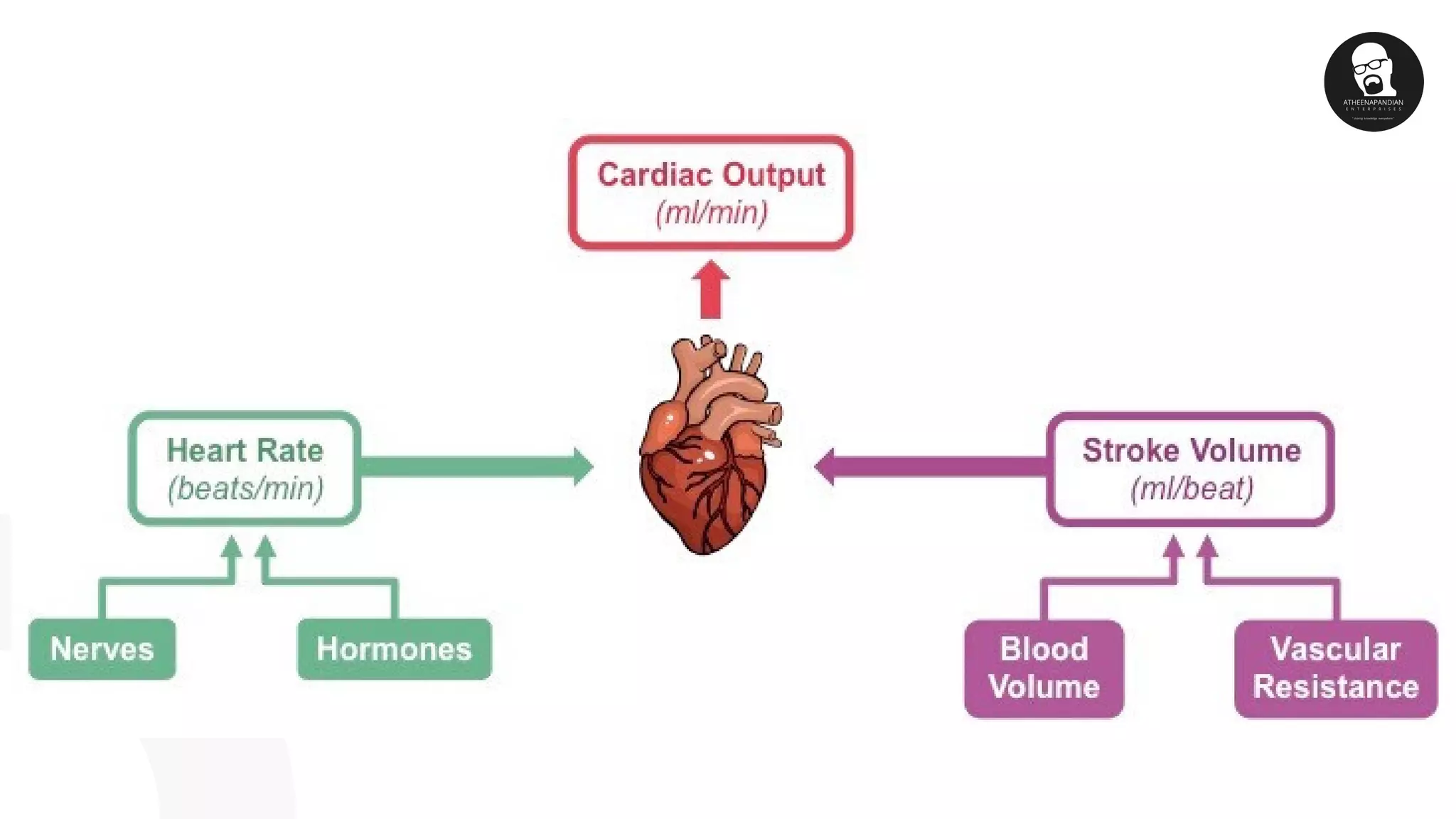 Human heart rate basics | PDF