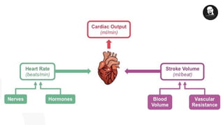 Human heart rate basics | PDF