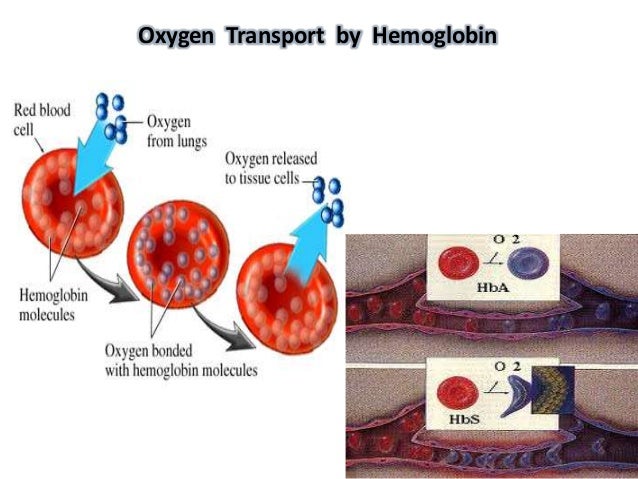 Hemoglobin