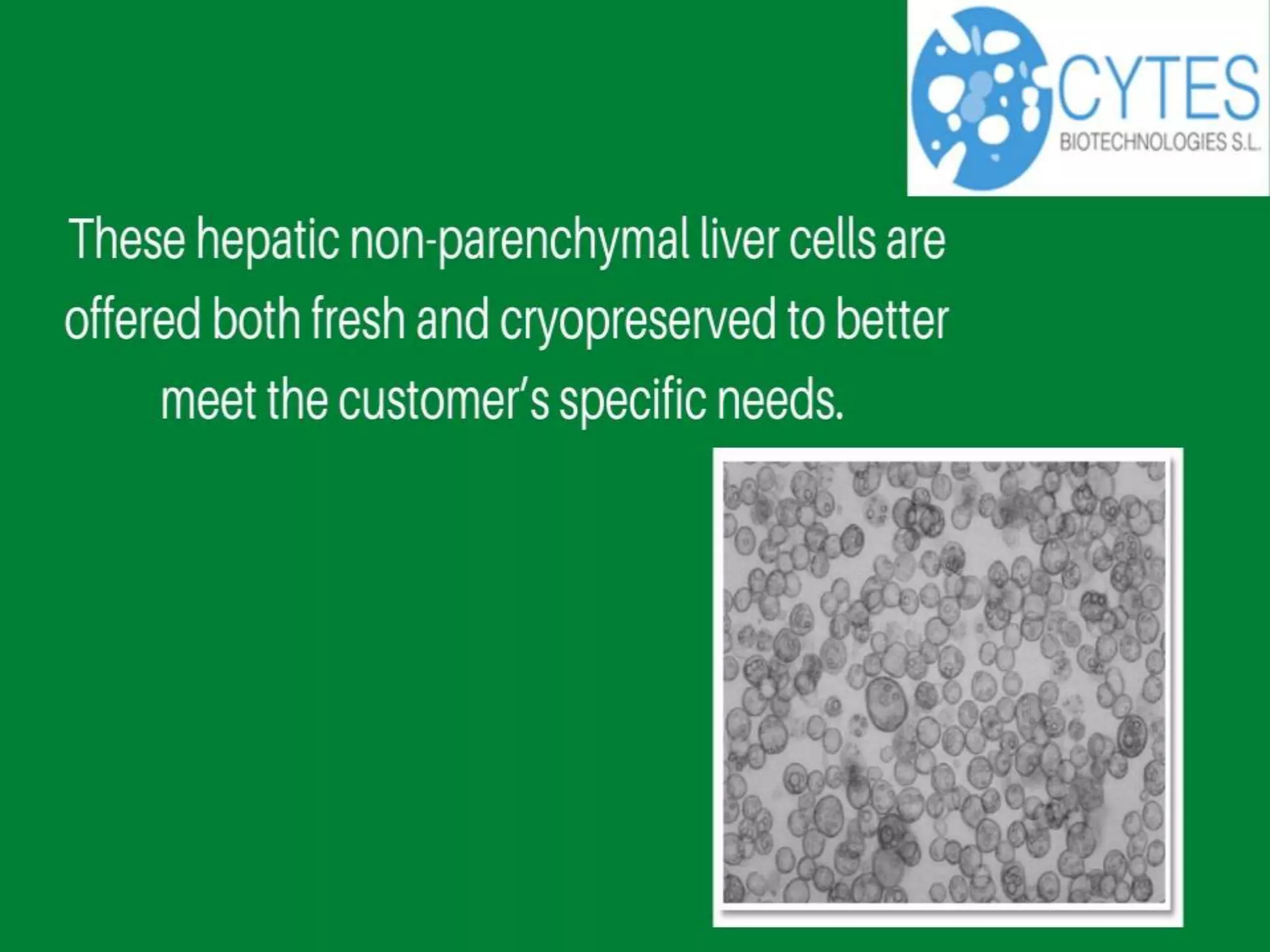 Human hepatic stellate cells | PPT