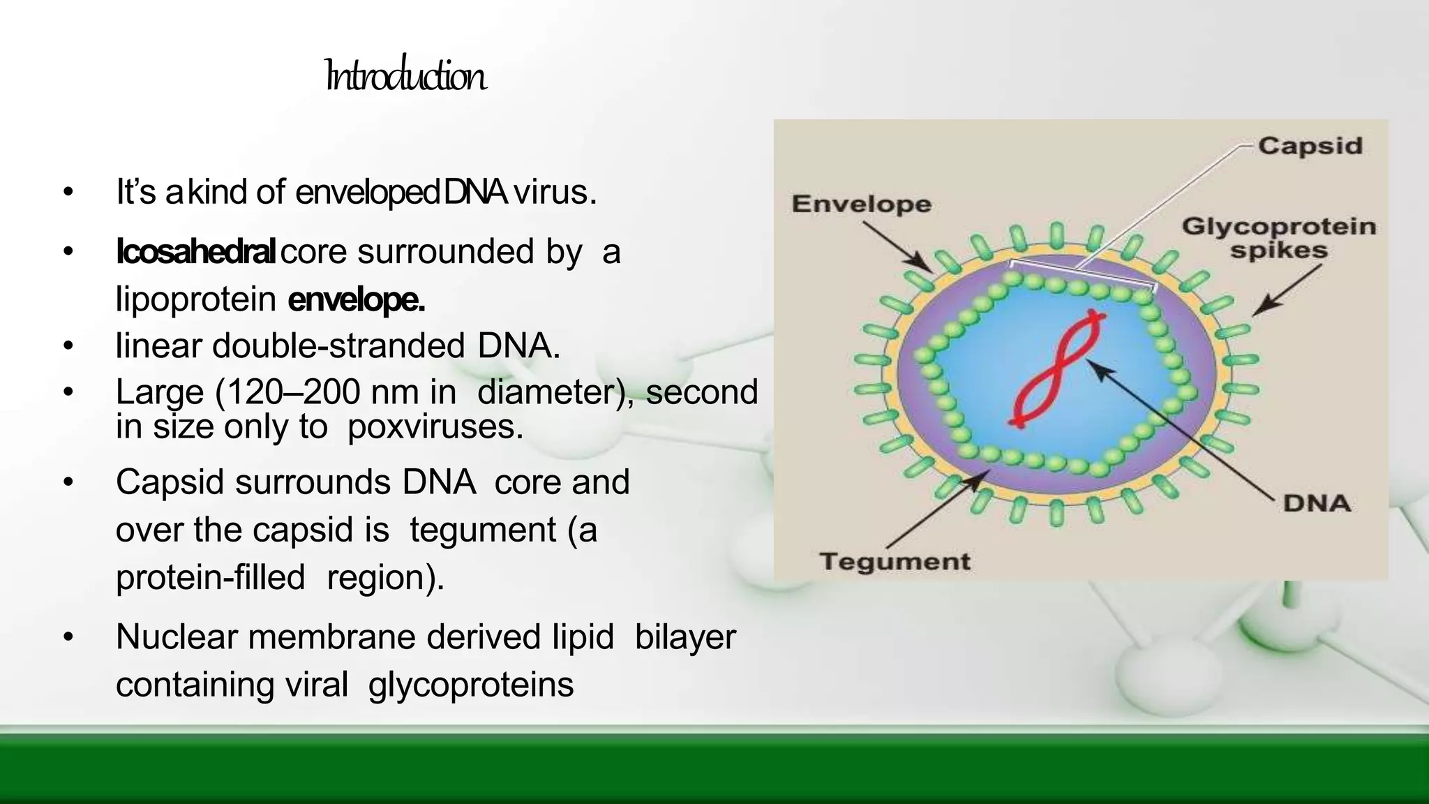 Human Herpes Virus.pptx