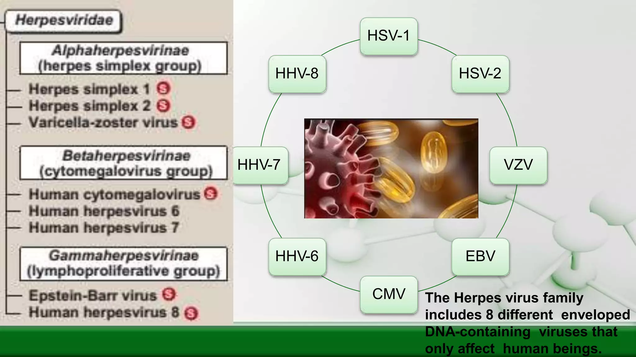 Human Herpes Virus.pptx