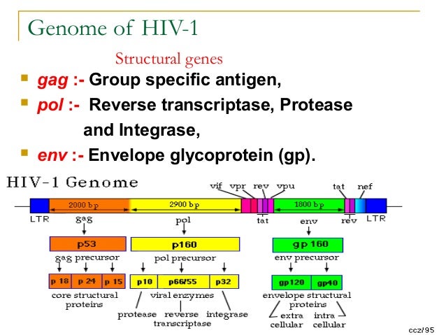 Human Immunodeficiency virus , (AIDS)
