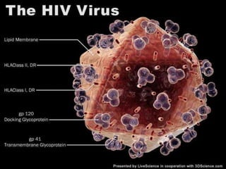 Human immunodeficiency virus (hiv) | PPT