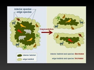 Human impact on environment | PPT