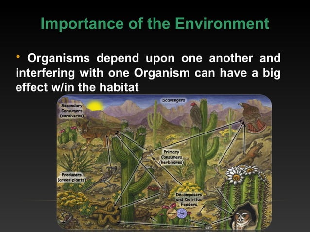 Human impact on environment | PPT