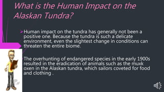 Human Impact on Alaskan Tundra (1).pptx