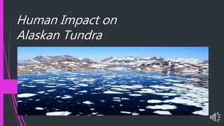 Human Impact on Alaskan Tundra (1).pptx