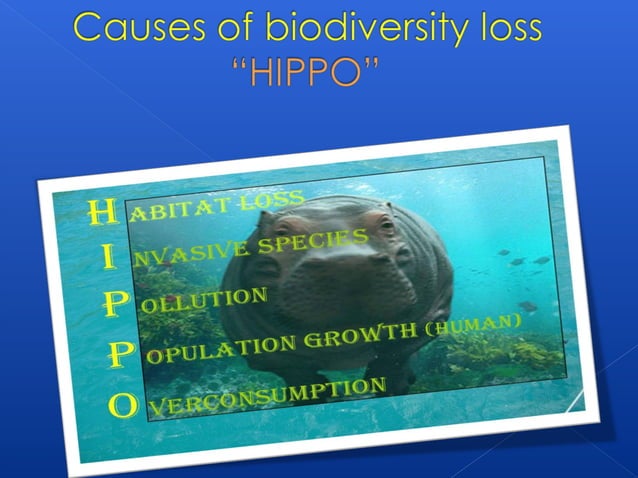 Human impact on biodiversity | PPT | Science