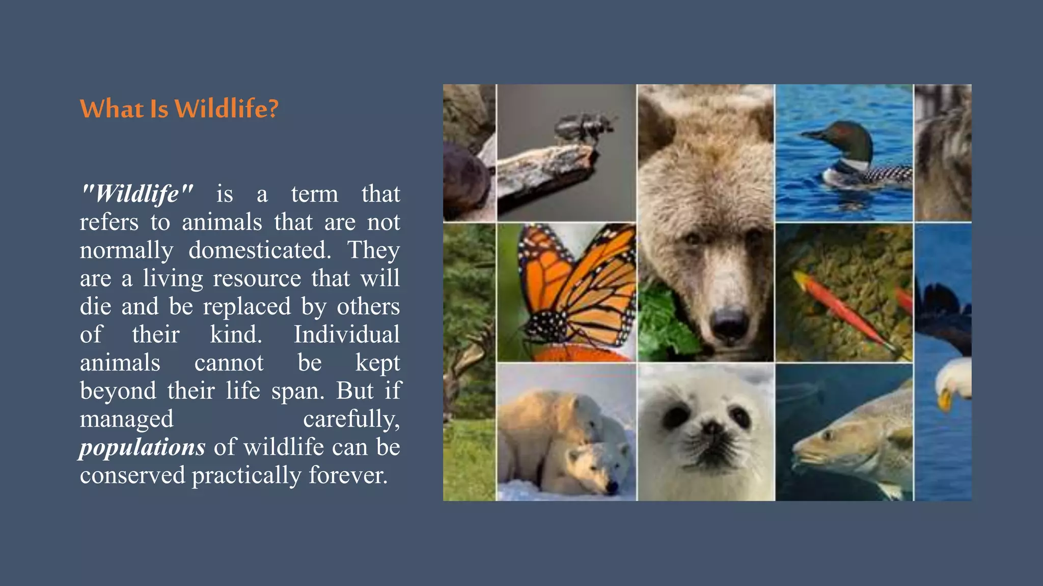 Human impact on wildlife | PPTX