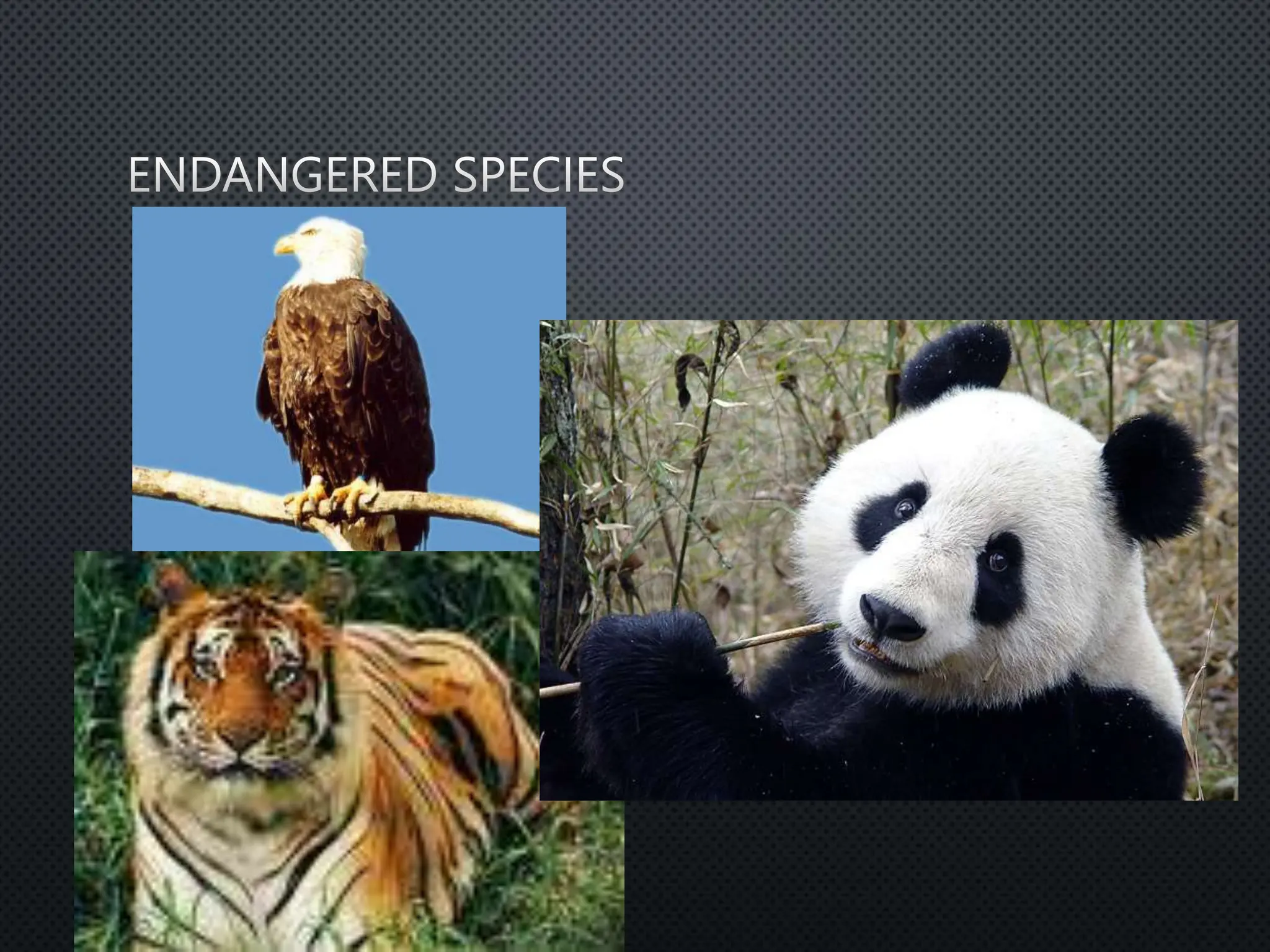 human impact on environment presentation | PPT