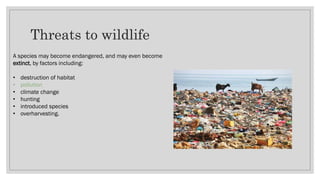 Human Influences on ecosystems IGCSE Biology | PDF