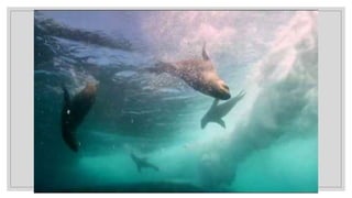 Human Influences on ecosystems IGCSE Biology | PDF