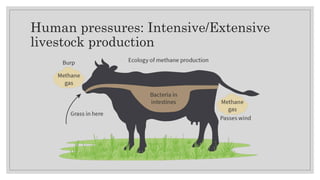 Human Influences on ecosystems IGCSE Biology | PDF