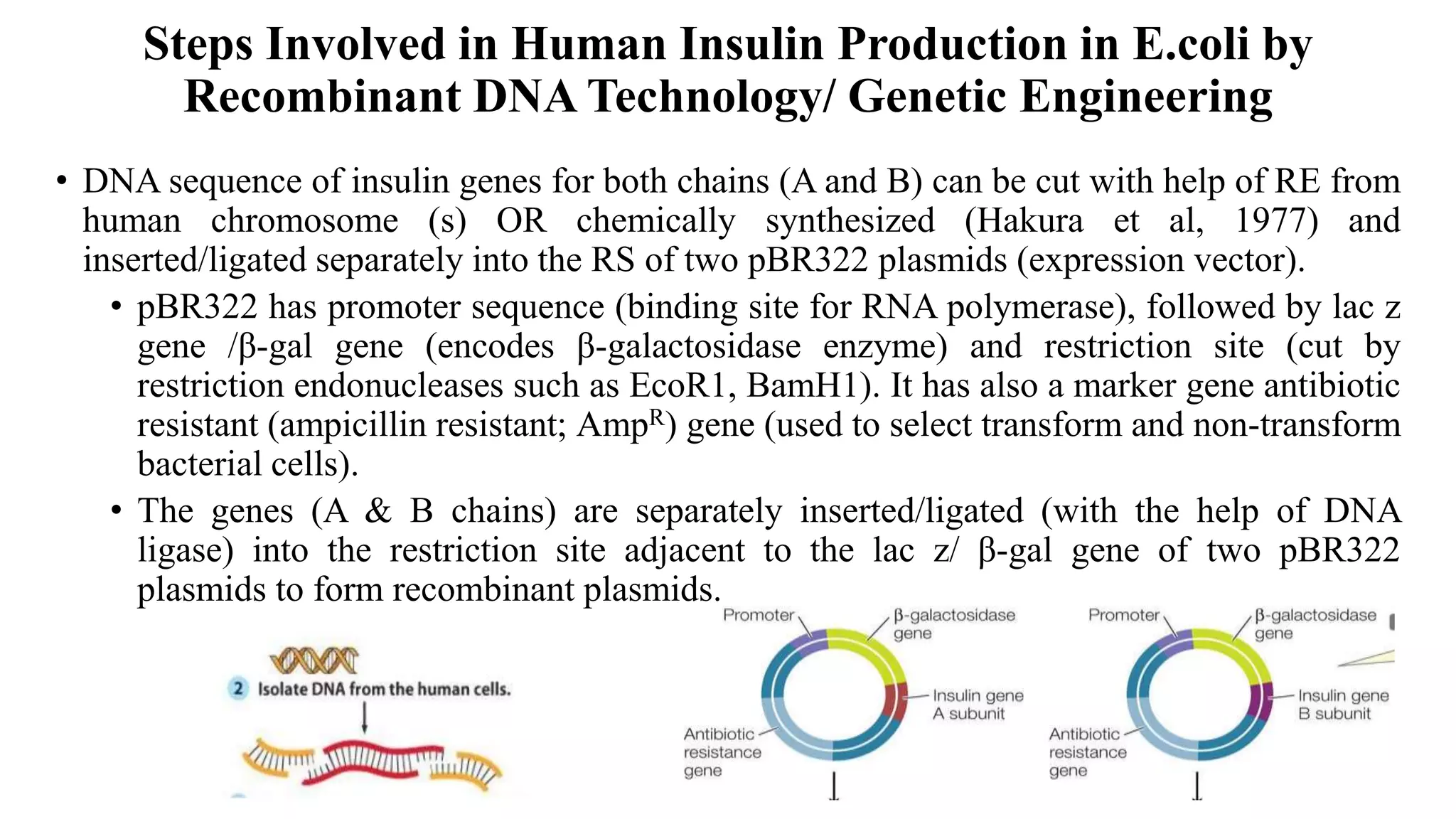 Human insulin by dna recombinant technology | PPTX