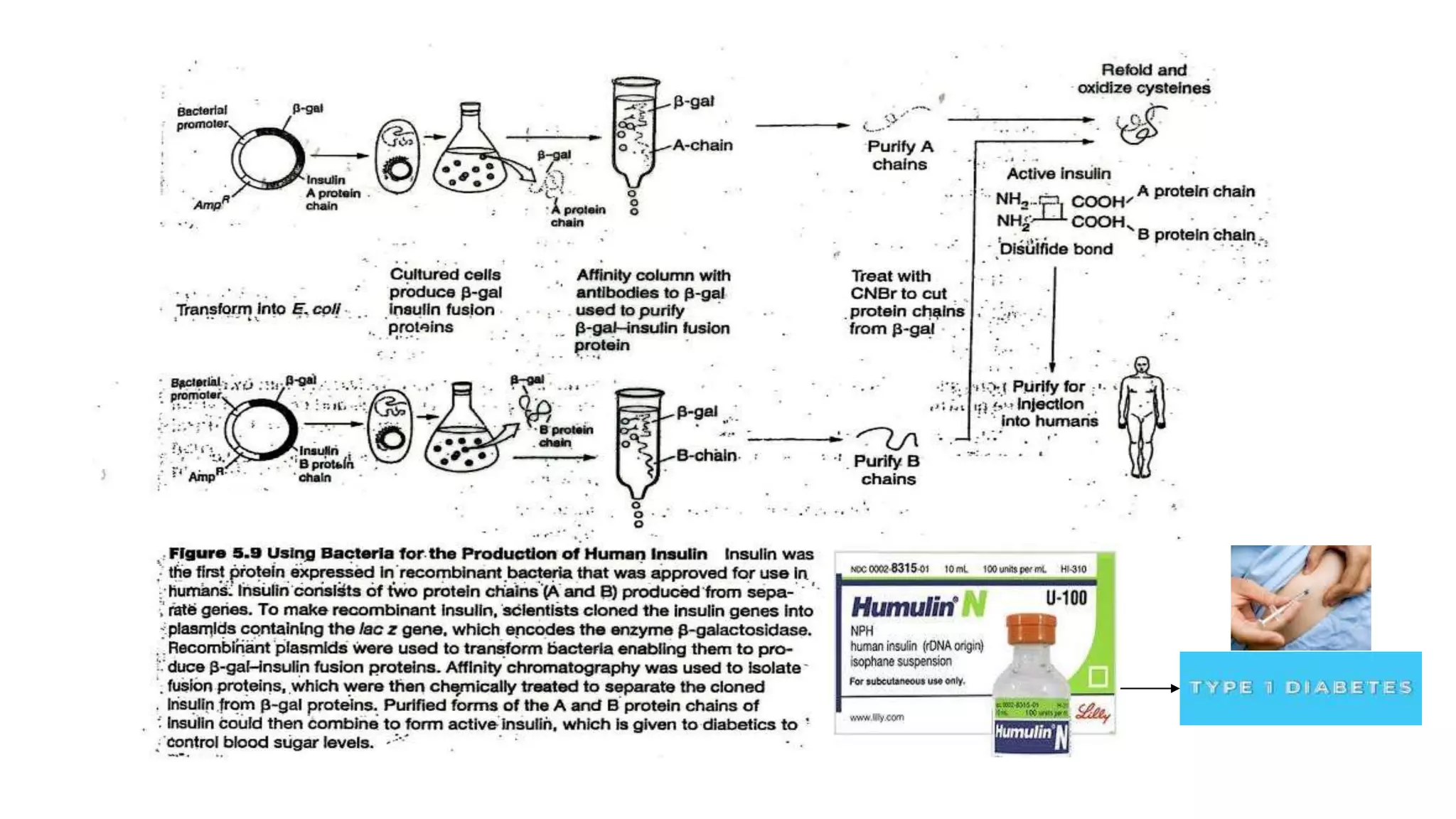 Human insulin by dna recombinant technology | PPTX