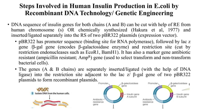 Human insulin by dna recombinant technology | PPTX