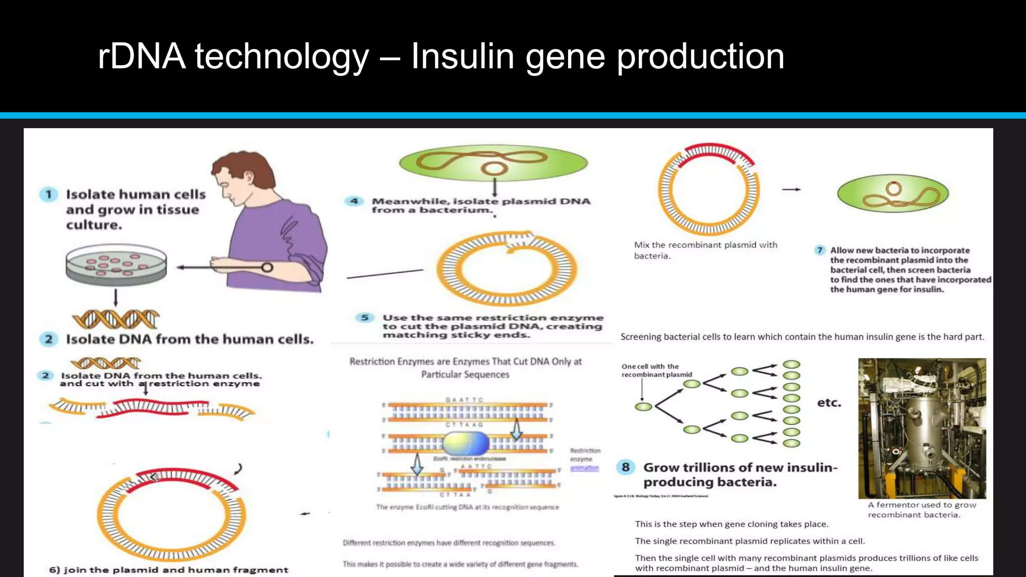 Human insulin production process & requirement | PPTX