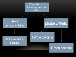 Human intervention in the sulfur cycle | PPTX