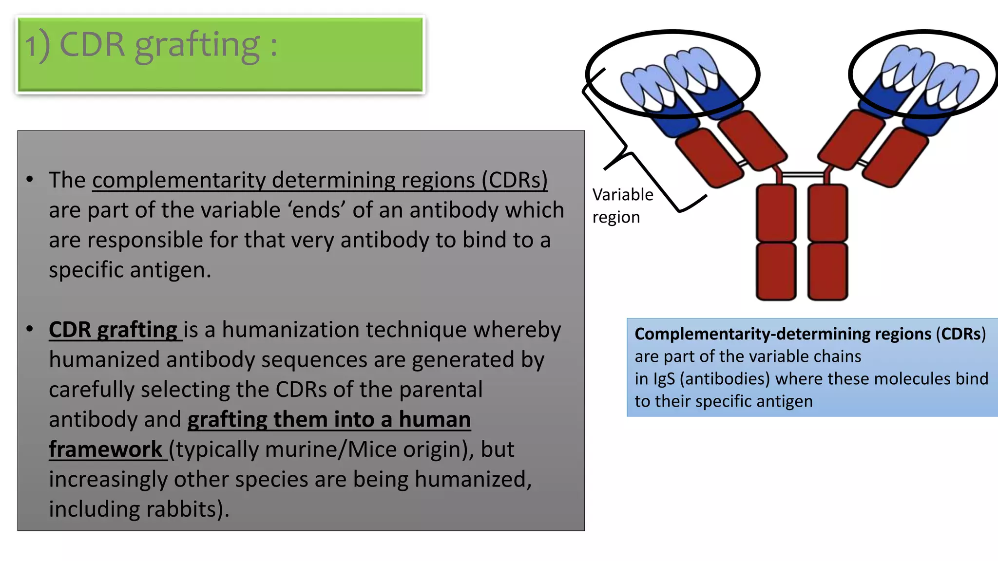 Humanisation of antibodies & immunotherapeutics in clinical practice | PPTX