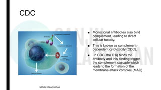 Immunotherapeutics and Humanisation of antibodies | PPTX