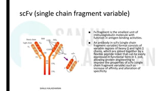 Immunotherapeutics and Humanisation of antibodies | PPTX