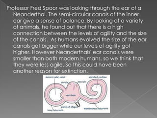 Humanities neanderthal presentaion | PPT