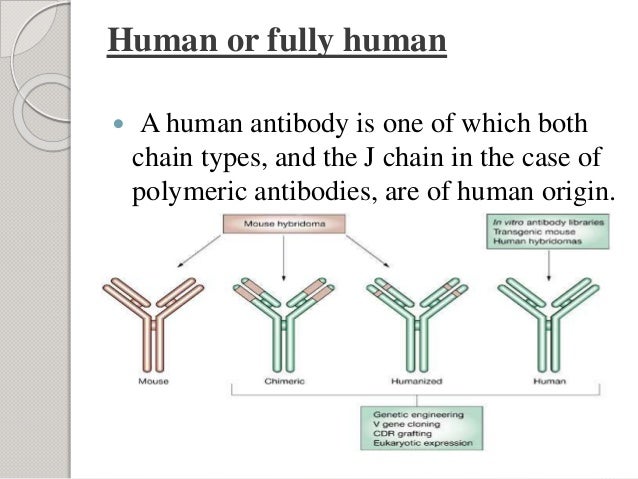 Humanized antibody