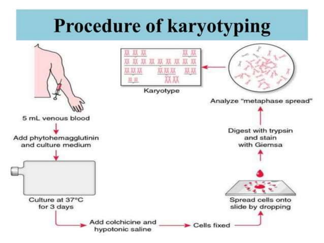 Human karyotyping in sex determination in genetics | PPTX