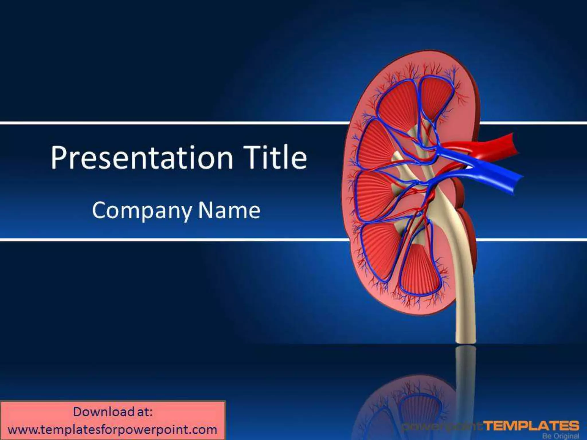 Human kidney | PPTX