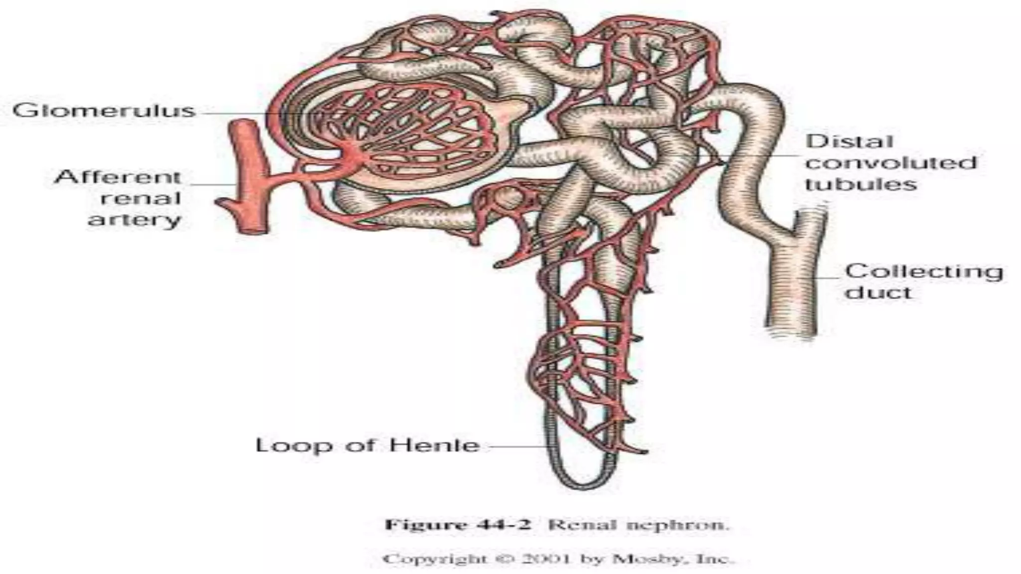 Human kidney,structure and functions of kidney | PPTX
