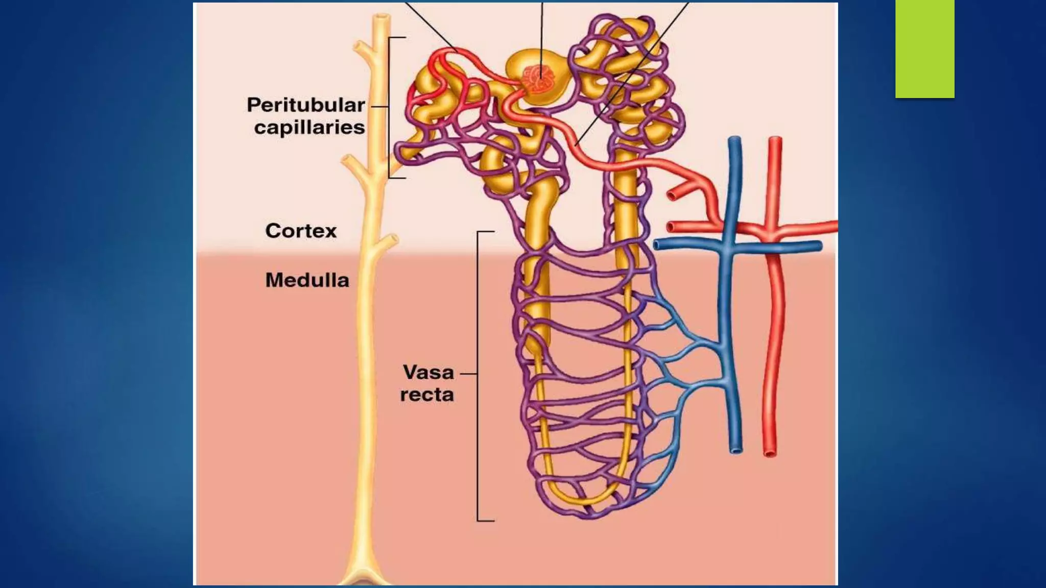 Human kidney,structure and functions of kidney | PPTX