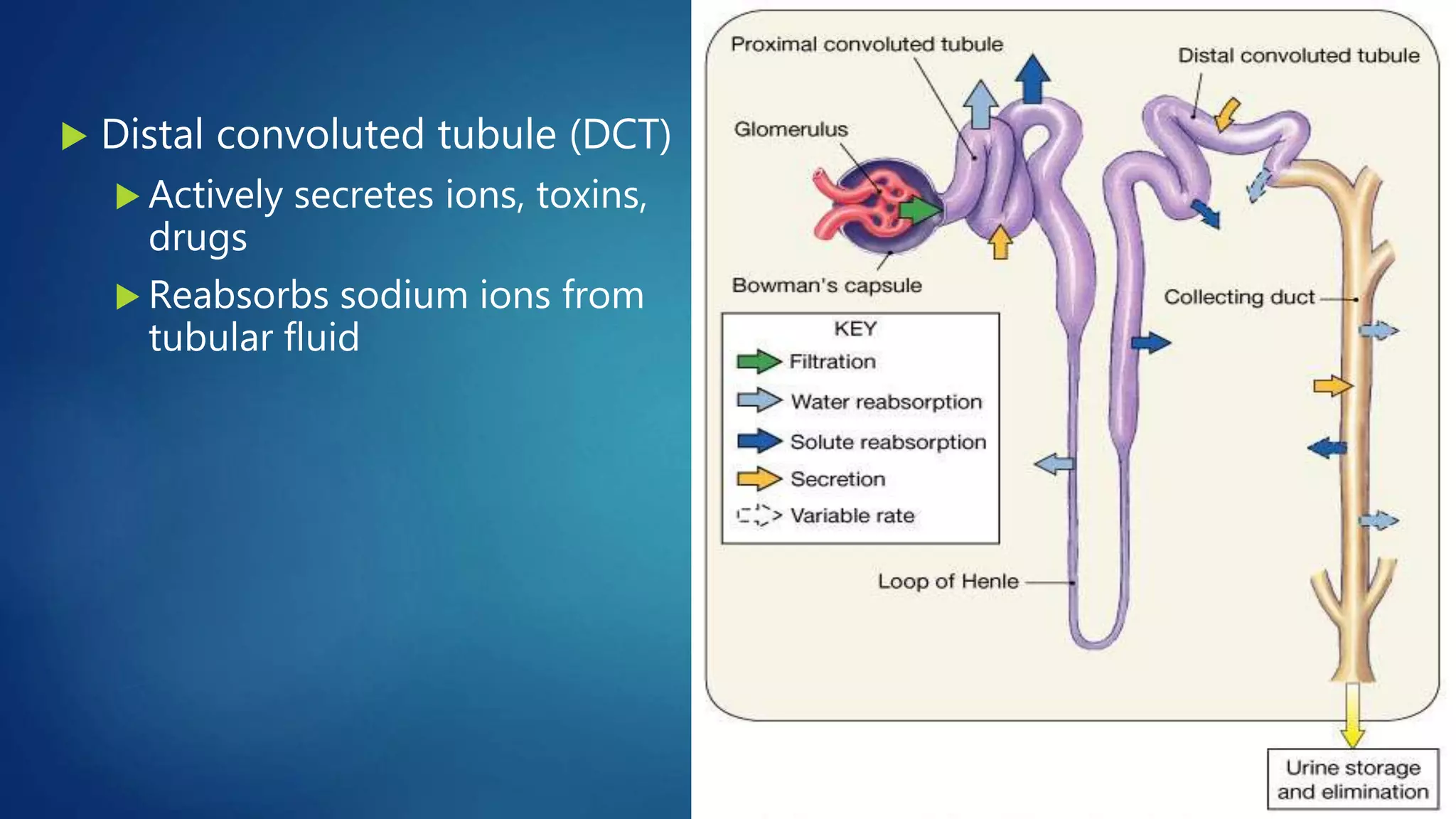 Human kidney,structure and functions of kidney | PPTX