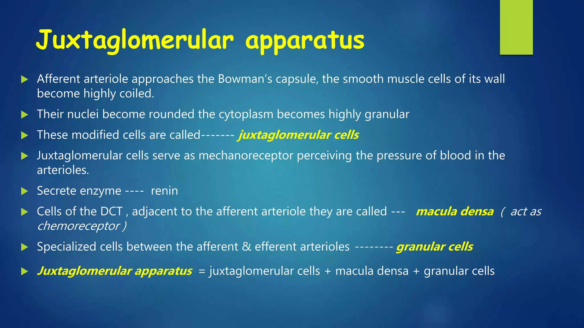 Human kidney,structure and functions of kidney | PPTX
