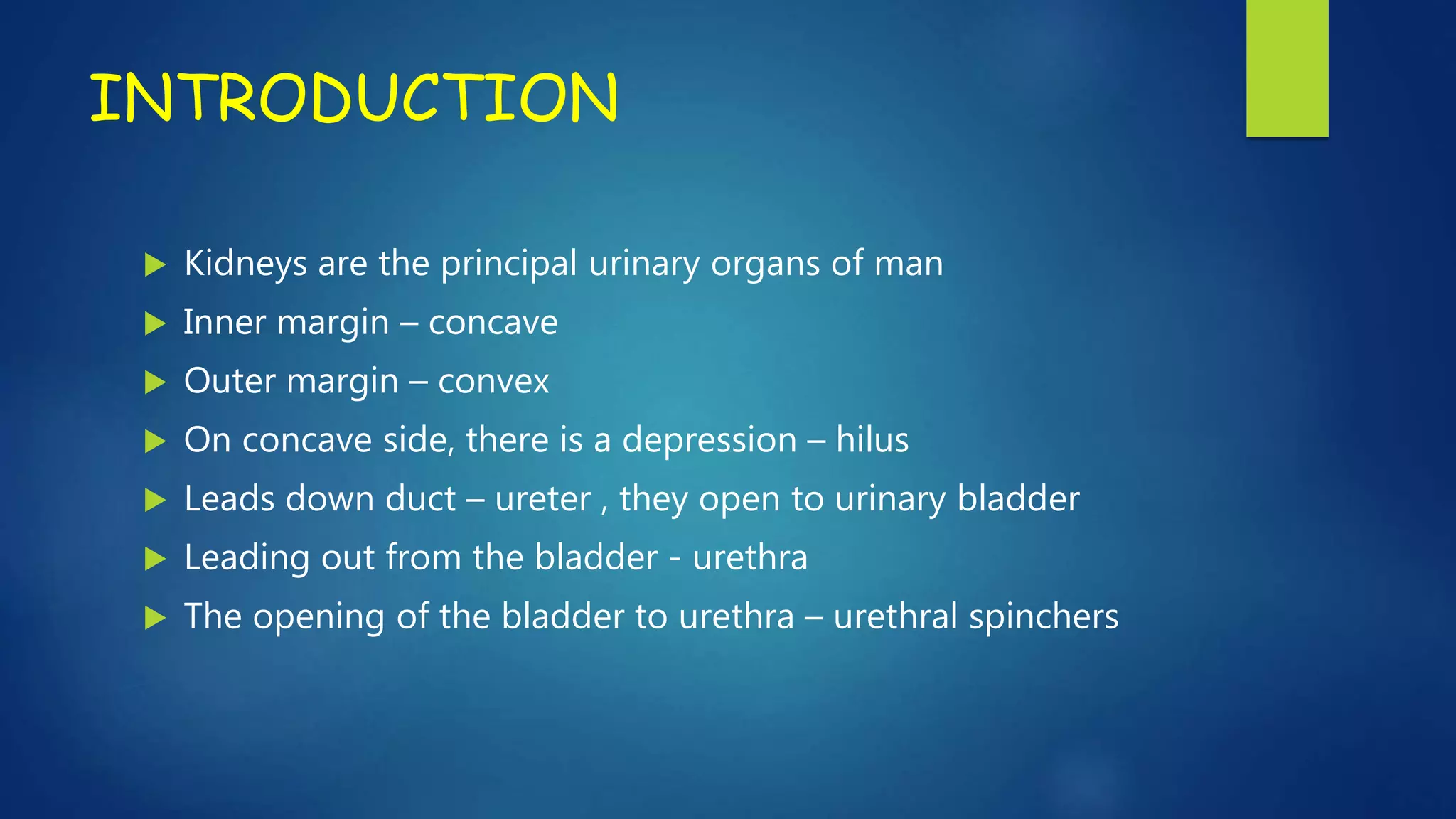 Human kidney,structure and functions of kidney | PPTX