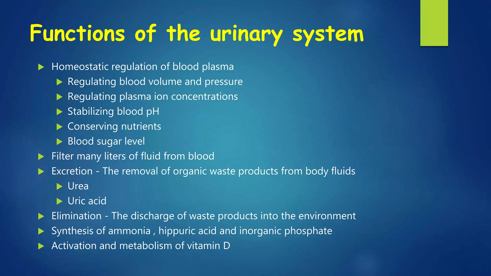 Human kidney,structure and functions of kidney | PPTX