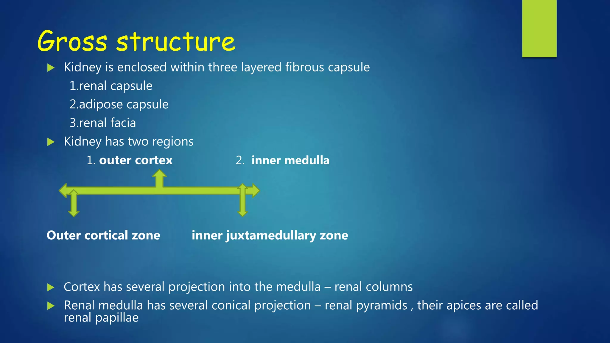 Human kidney,structure and functions of kidney | PPTX