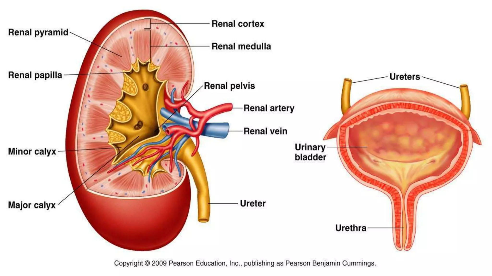 Human kidney,structure and functions of kidney | PPTX