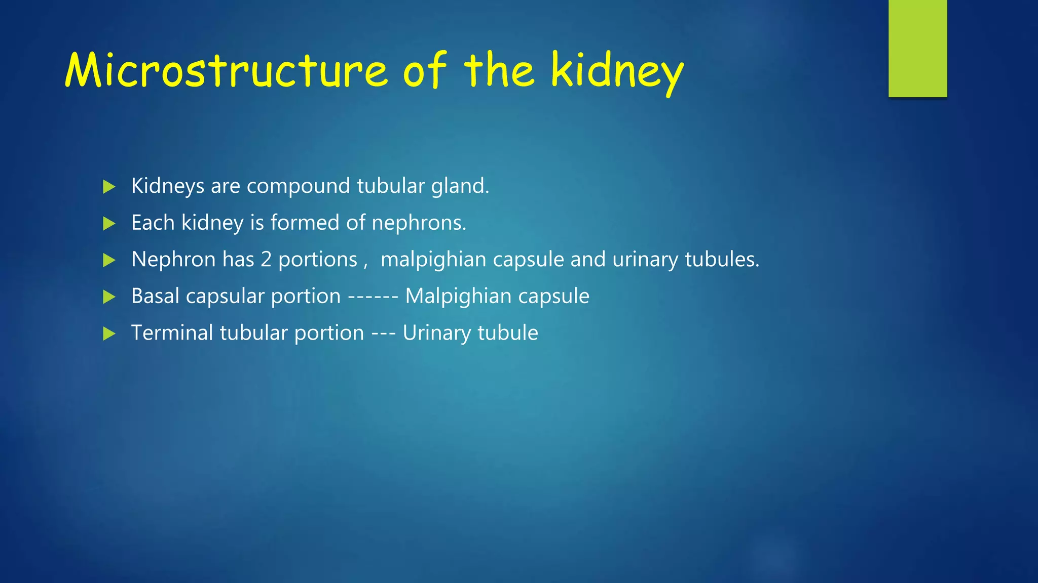 Human kidney,structure and functions of kidney | PPTX