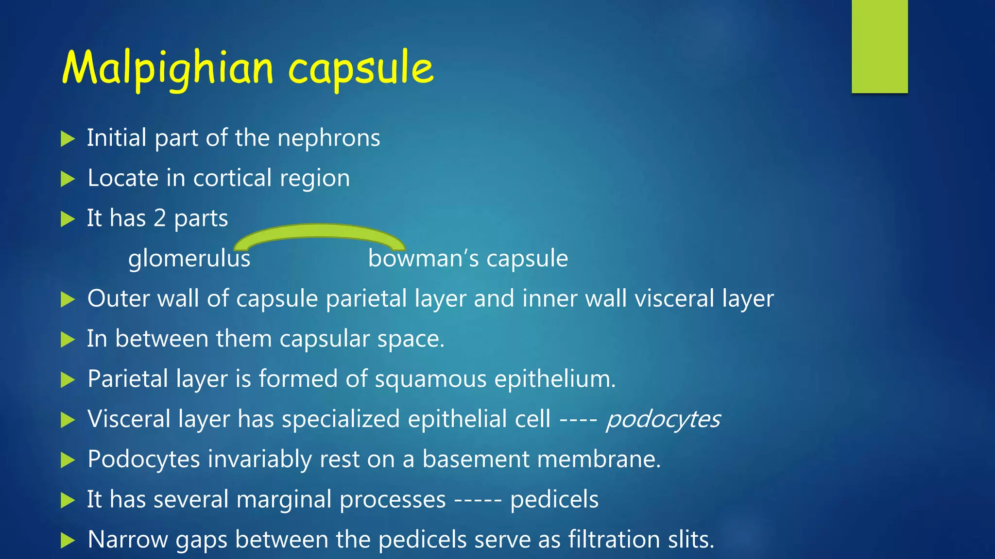 Human kidney,structure and functions of kidney | PPTX