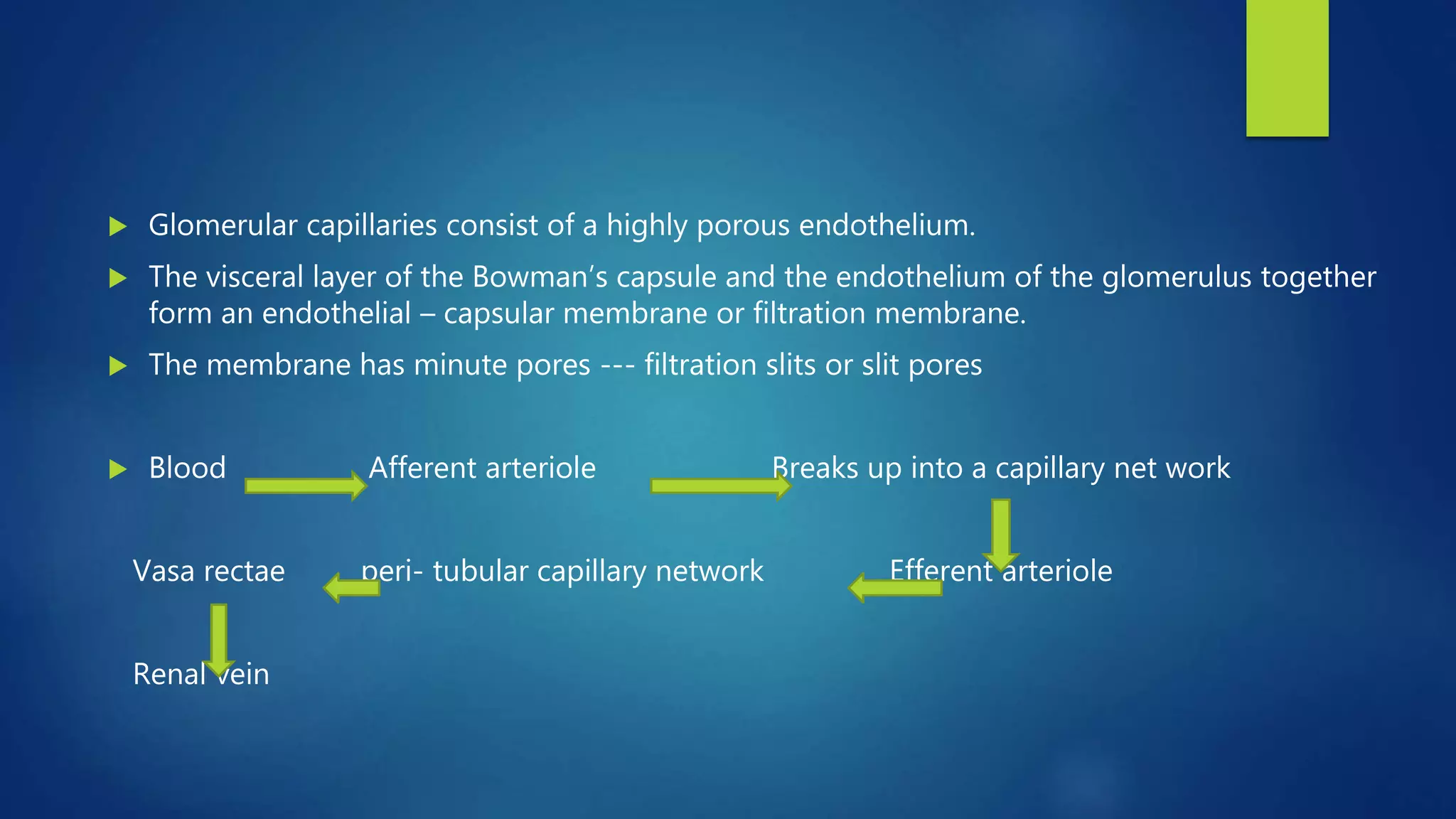 Human kidney,structure and functions of kidney | PPTX | Biological ...