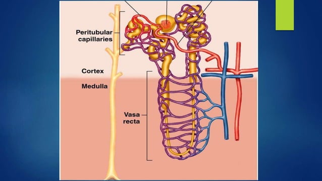 Human kidney,structure and functions of kidney | PPTX | Biological ...